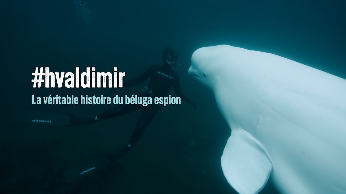#HValdimir : la véritable histoire du beluga espion | Films | ICI TOU.TV