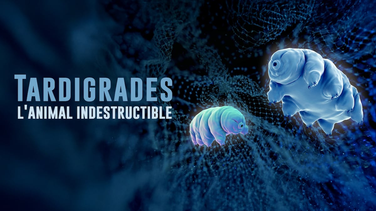 Tardigrades, l'animal indestructible | Films | ICI TOU.TV